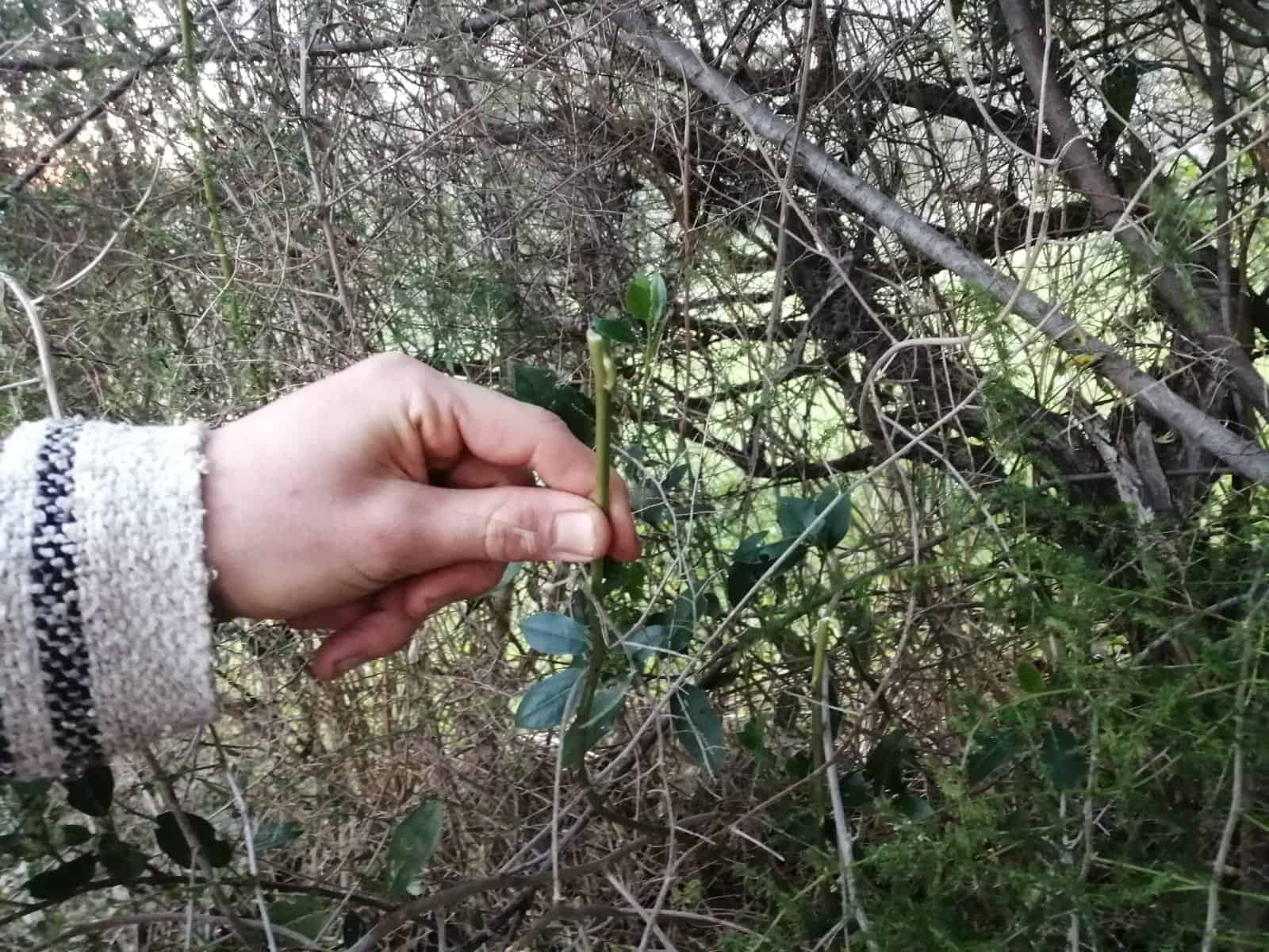 The Great Sardinian Asparagus Hunt Begins! - Total Sardinia