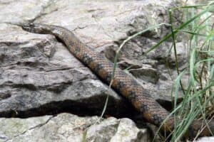 Are There Snakes In Sardinia? - Total Sardinia